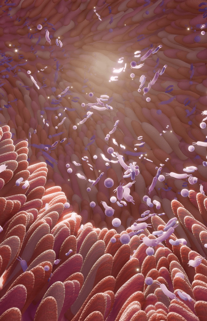 Prebiotic Fiber: The Secret to Better Digestion and Gut Microbiome ...