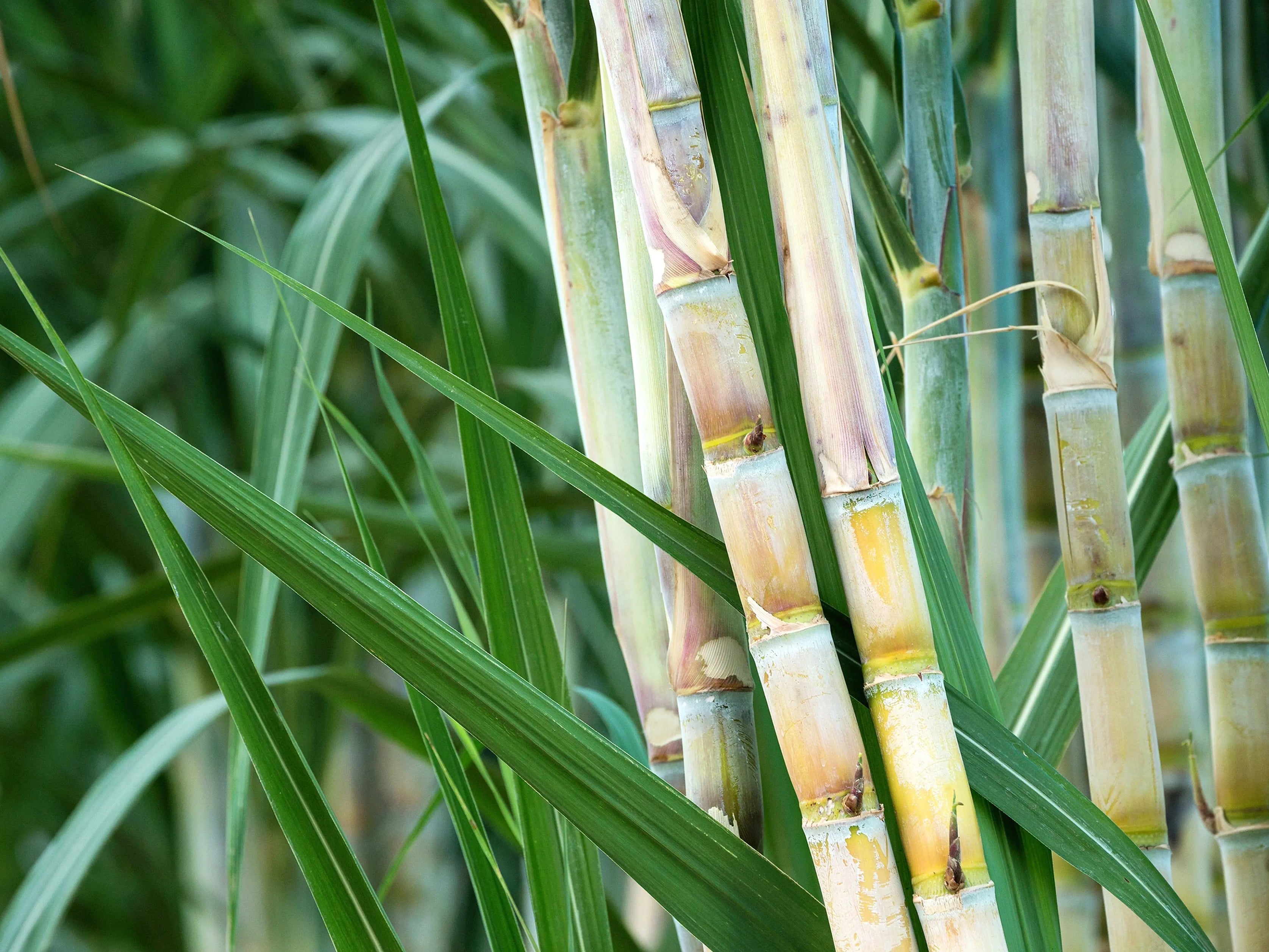 The Sweet Secret: Unraveling the Benefits of Sugar Cane Fiber - IV